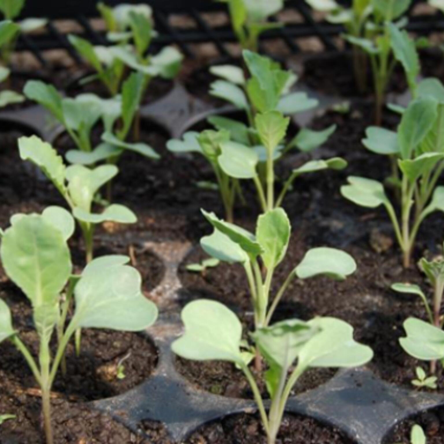 Starting Seeds - Cool Weather Crops | Central State University